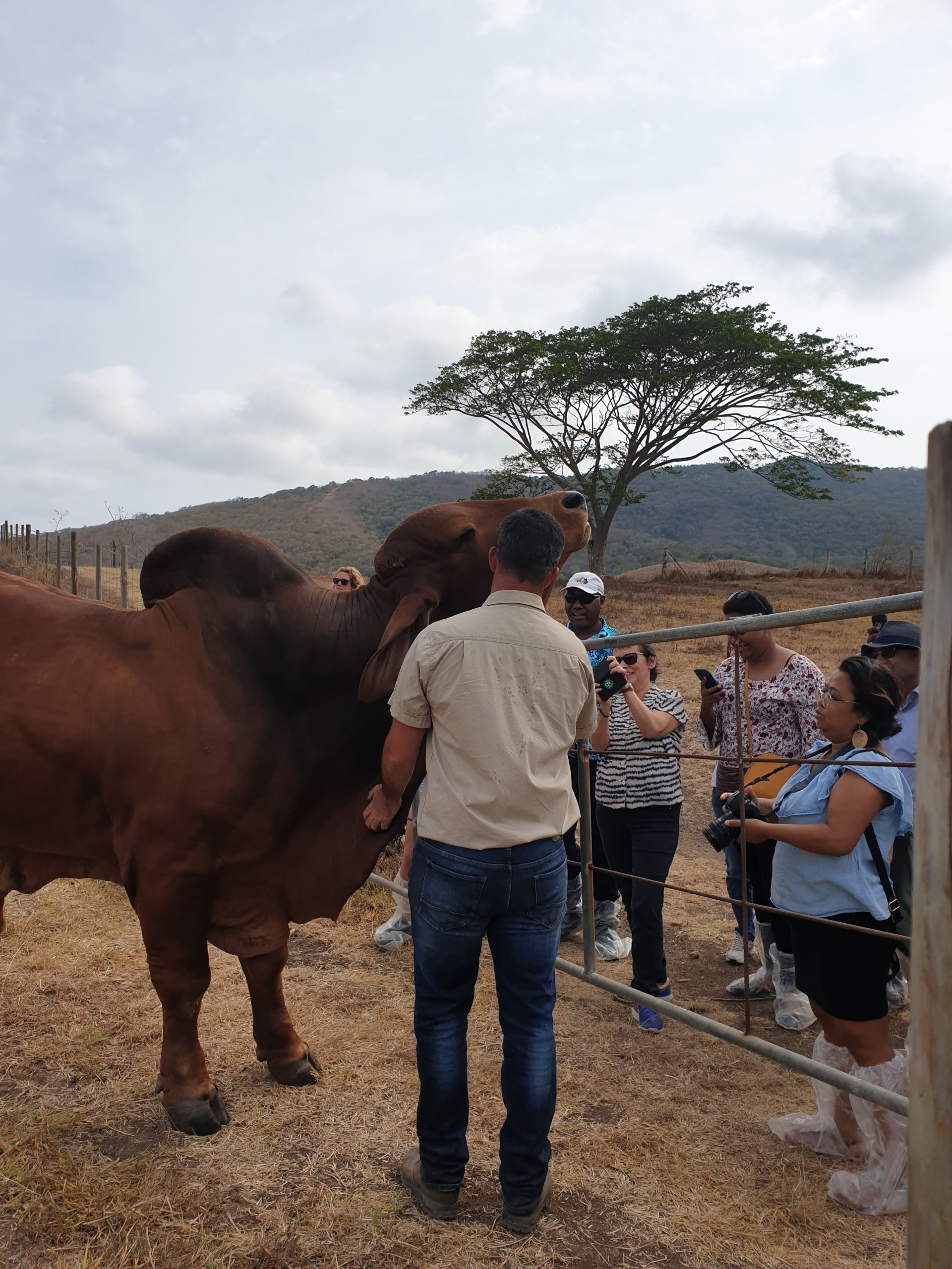 Transboundary Animal Disease: Preserving Animal Health in the Pacific ...