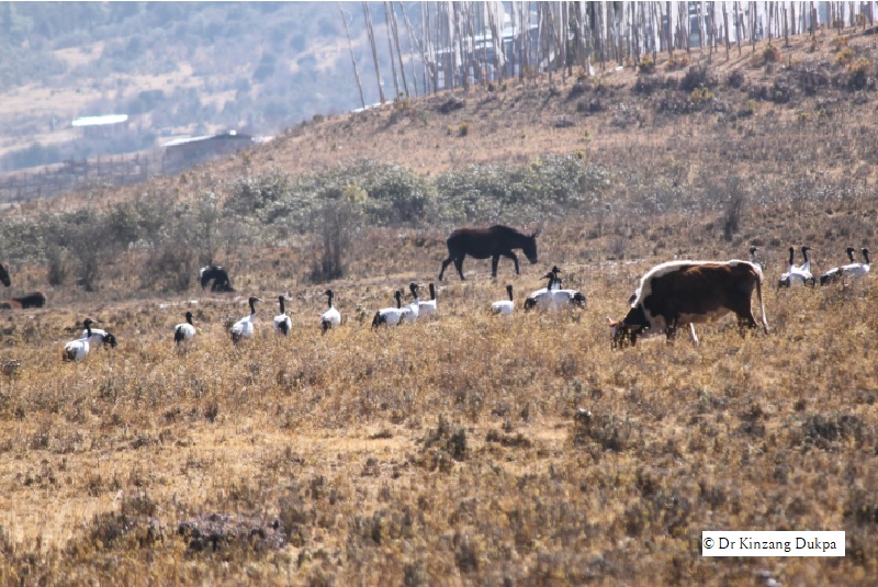 World Organisation for Animal Health Wildlife Health