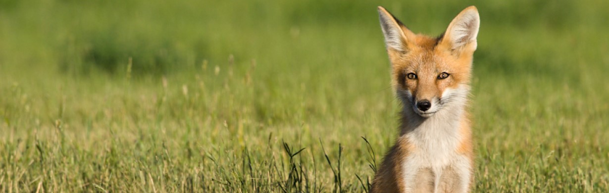 Echinococcosis - WOAH - Asia