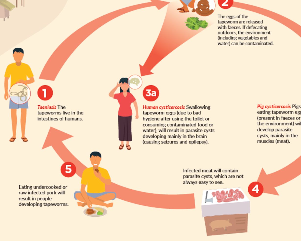 Prevention and control of neglected parasitic zoonoses - WOAH - Asia