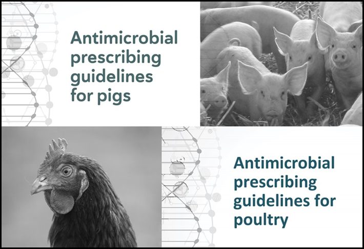 Antimicrobial use guidelines published for multiple species - WOAH - Asia