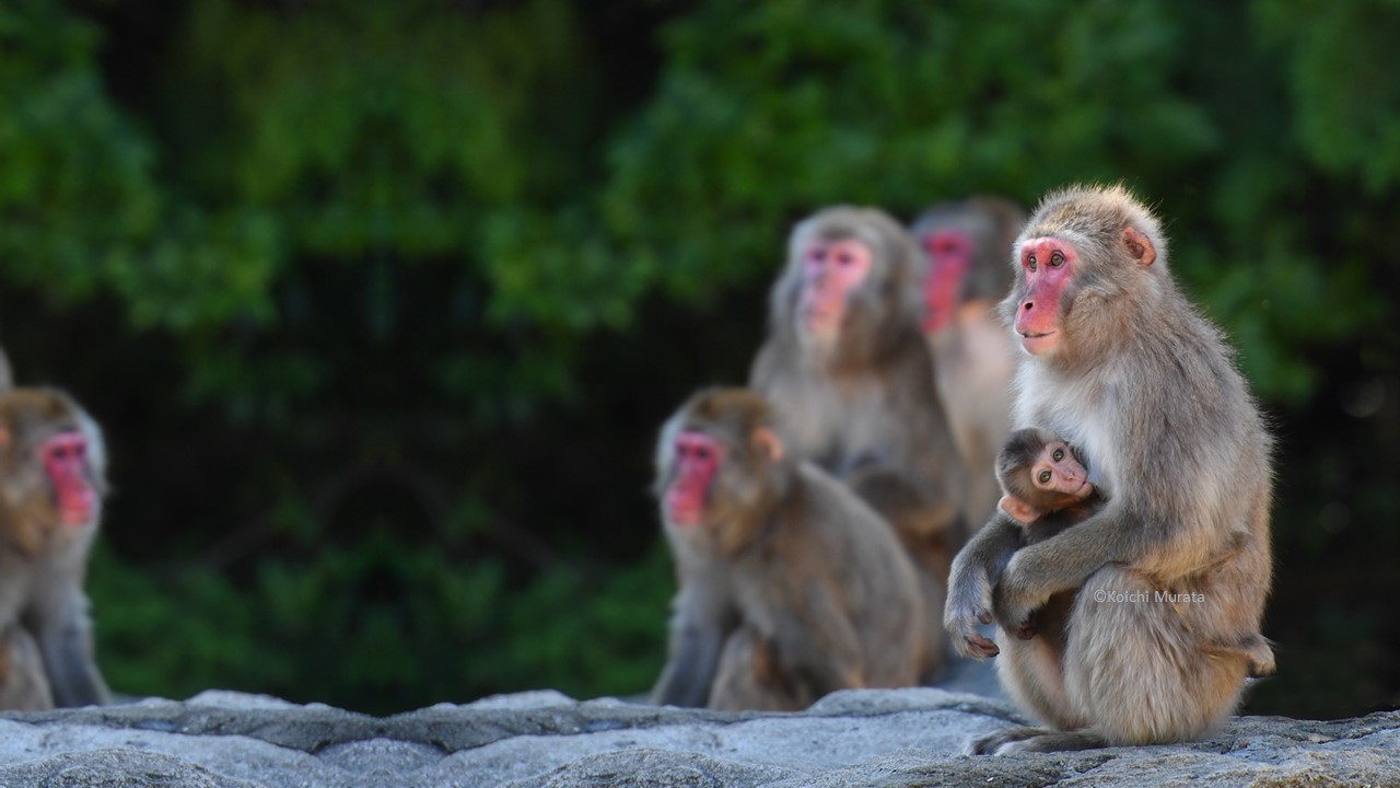 World Wildlife Day 2021 In Asia And The Pacific Woah Asia