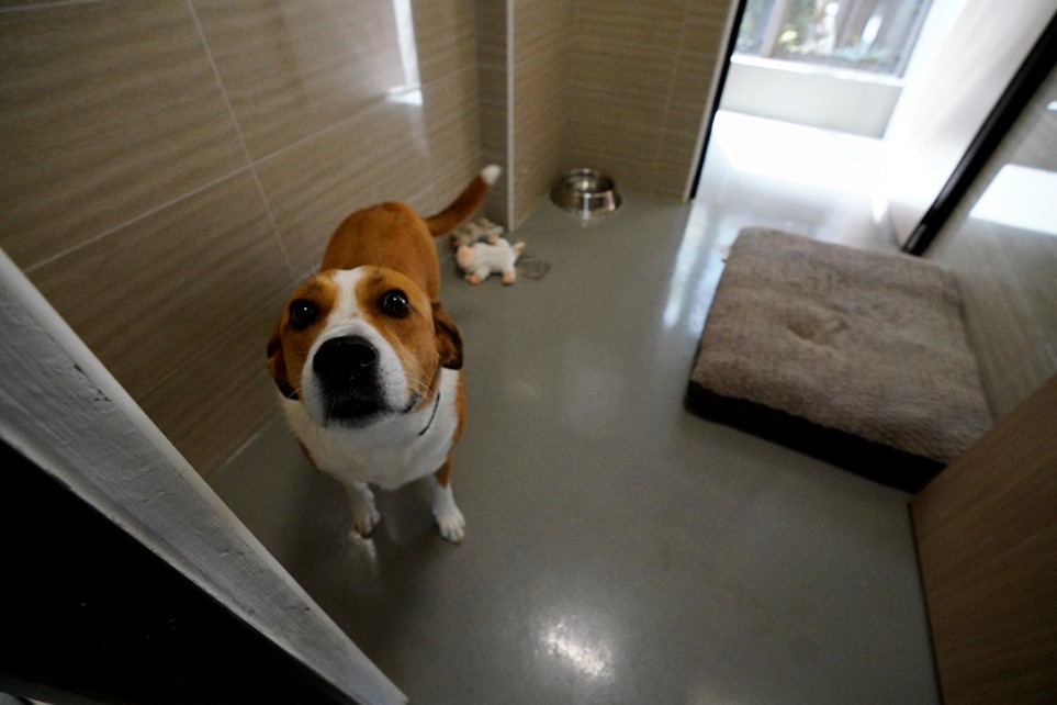 Opening of Singapore’ s Animal Quarantine Centre: Guarding Against ...