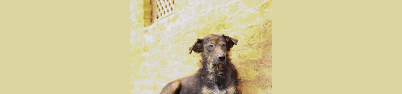 Piloting Oral Rabies Vaccination in Cambodia - WOAH - Asia