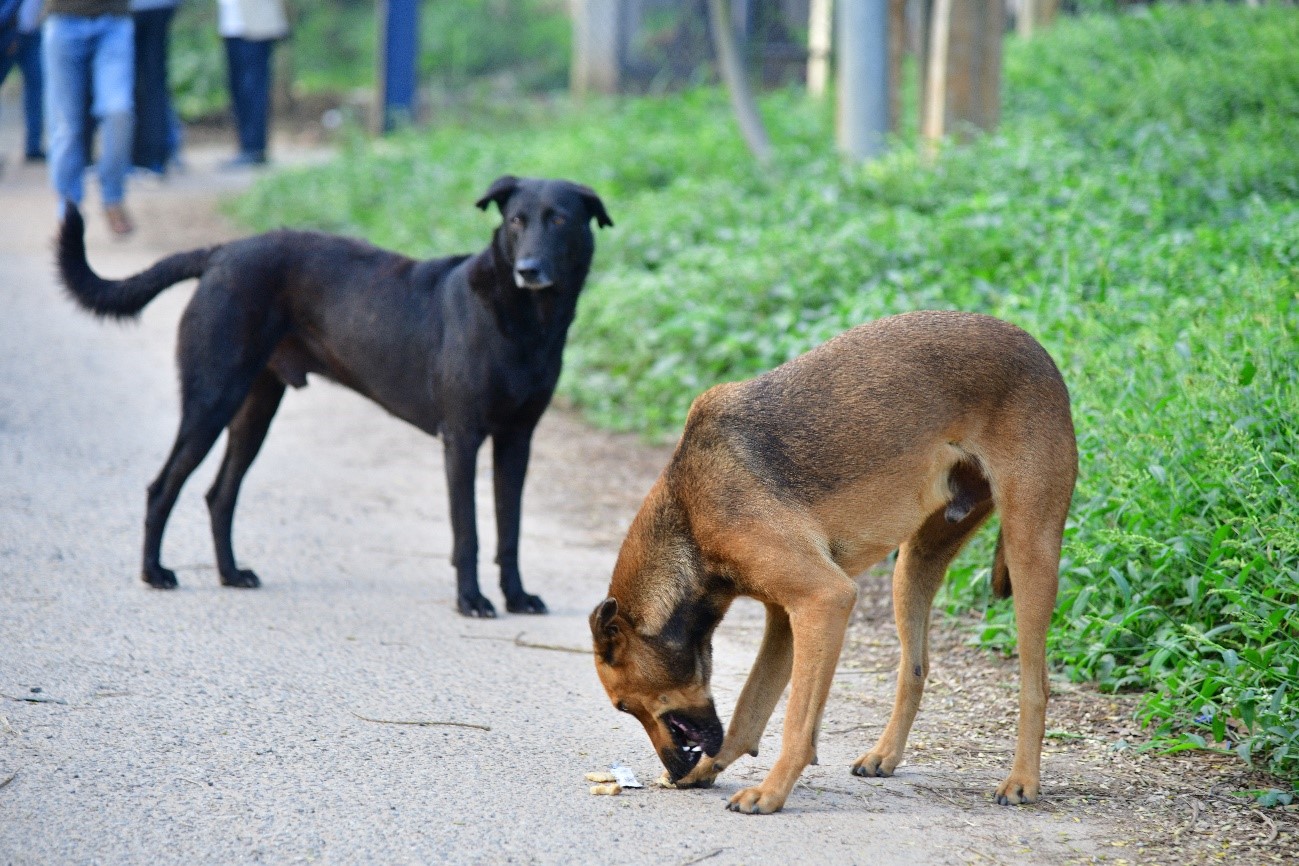 Regional Training of Trainers Workshop on Mass Dog Vaccination - WOAH ...