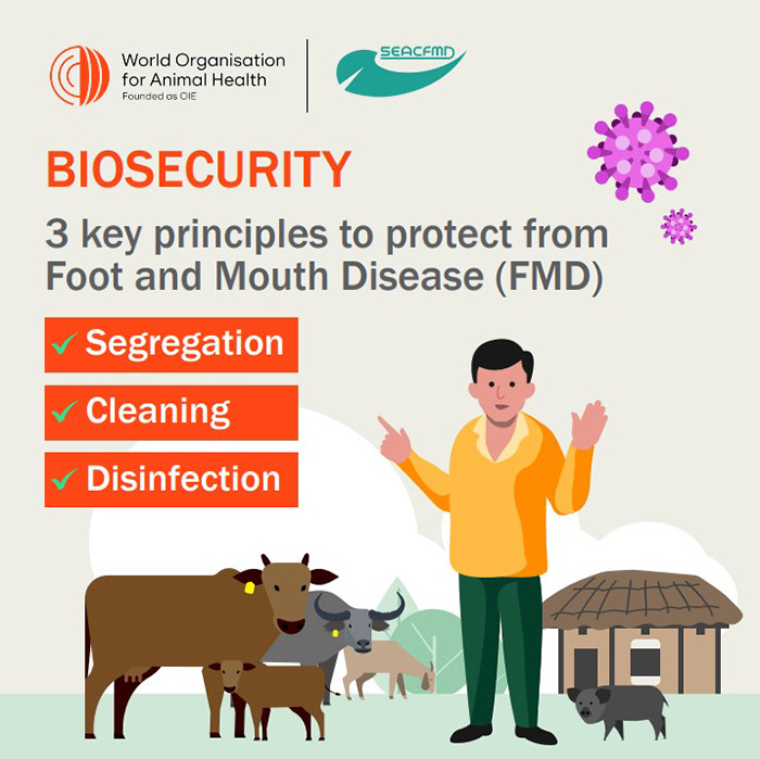 New Awareness Communication Materials on Foot and Mouth Disease - WOAH ...