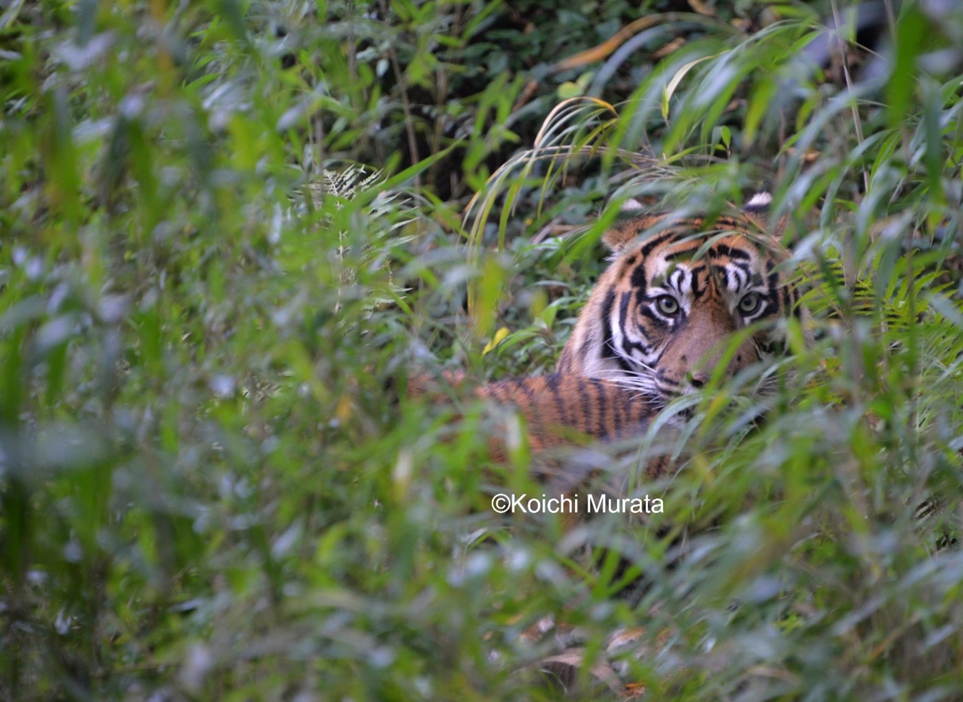 6th Cycle Training of Focal Points for Wildlife in Asia and the Pacific ...