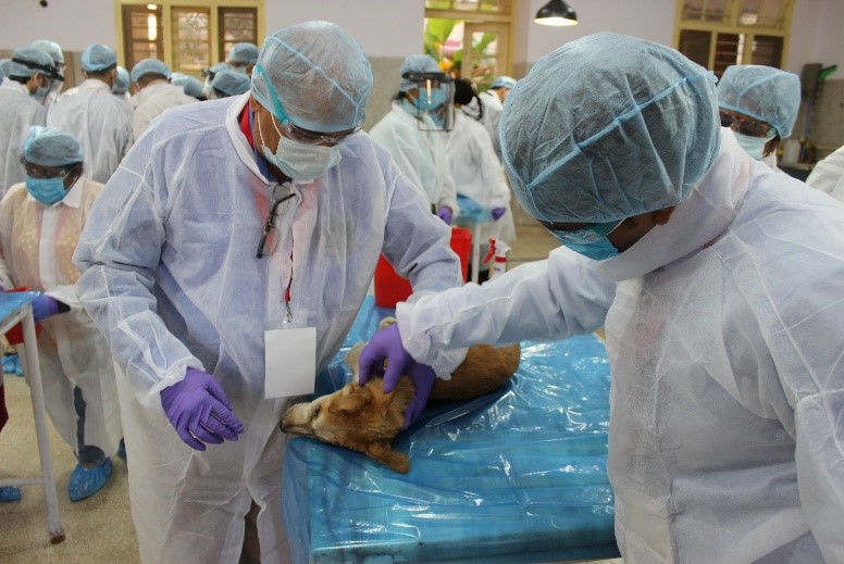 Animal Rabies Diagnosis for South Asia: Sub-Regional Training Workshop ...