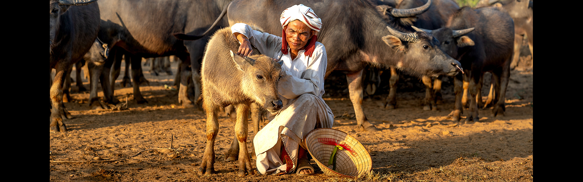 Using WOAH Standards to support animal welfare in the region - WOAH - Asia