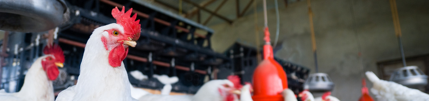 Opening for an AMR Regional Project Officer - WOAH - Asia