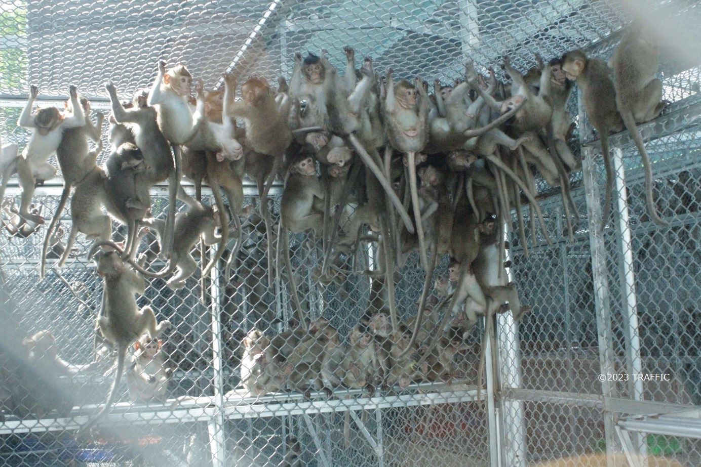 Wildlife trade: addressing disease risks - WOAH - Asia