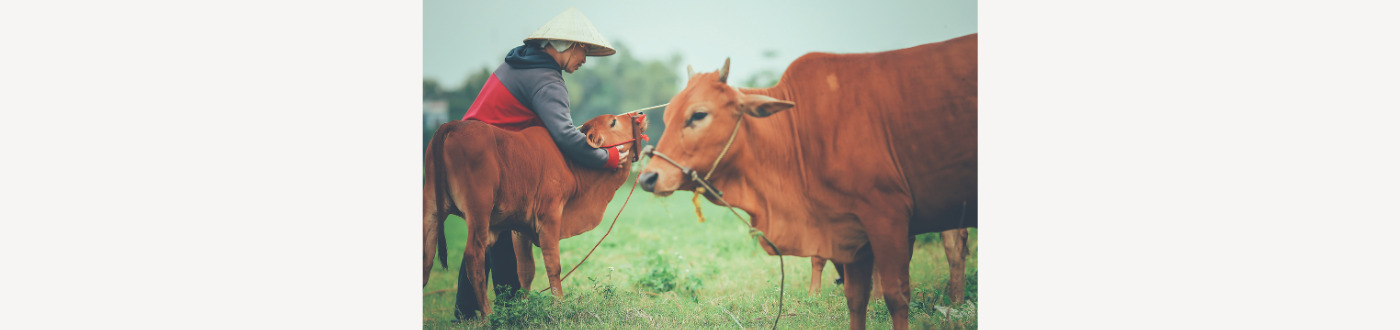 WOAH turns 100: A century of improving animal health and welfare - WOAH ...