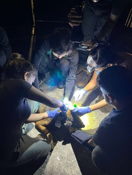 Insights into Singapore’s Free-Roaming Dog Behaviour: Exploring ...