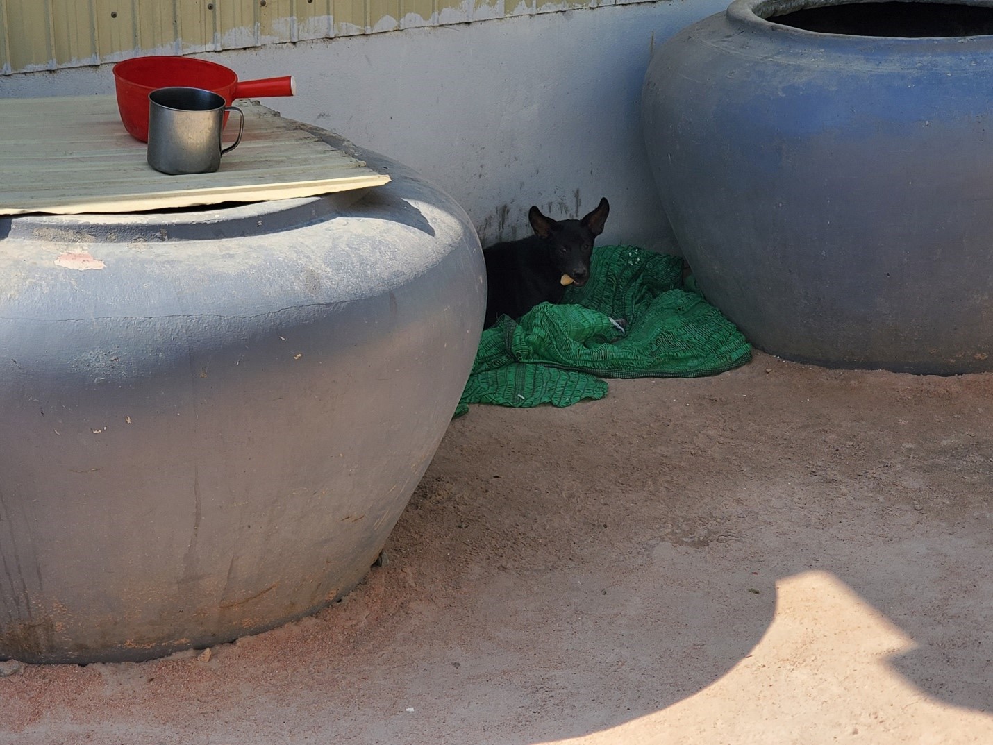 Piloting Oral Rabies Vaccination in Cambodia - WOAH - Asia