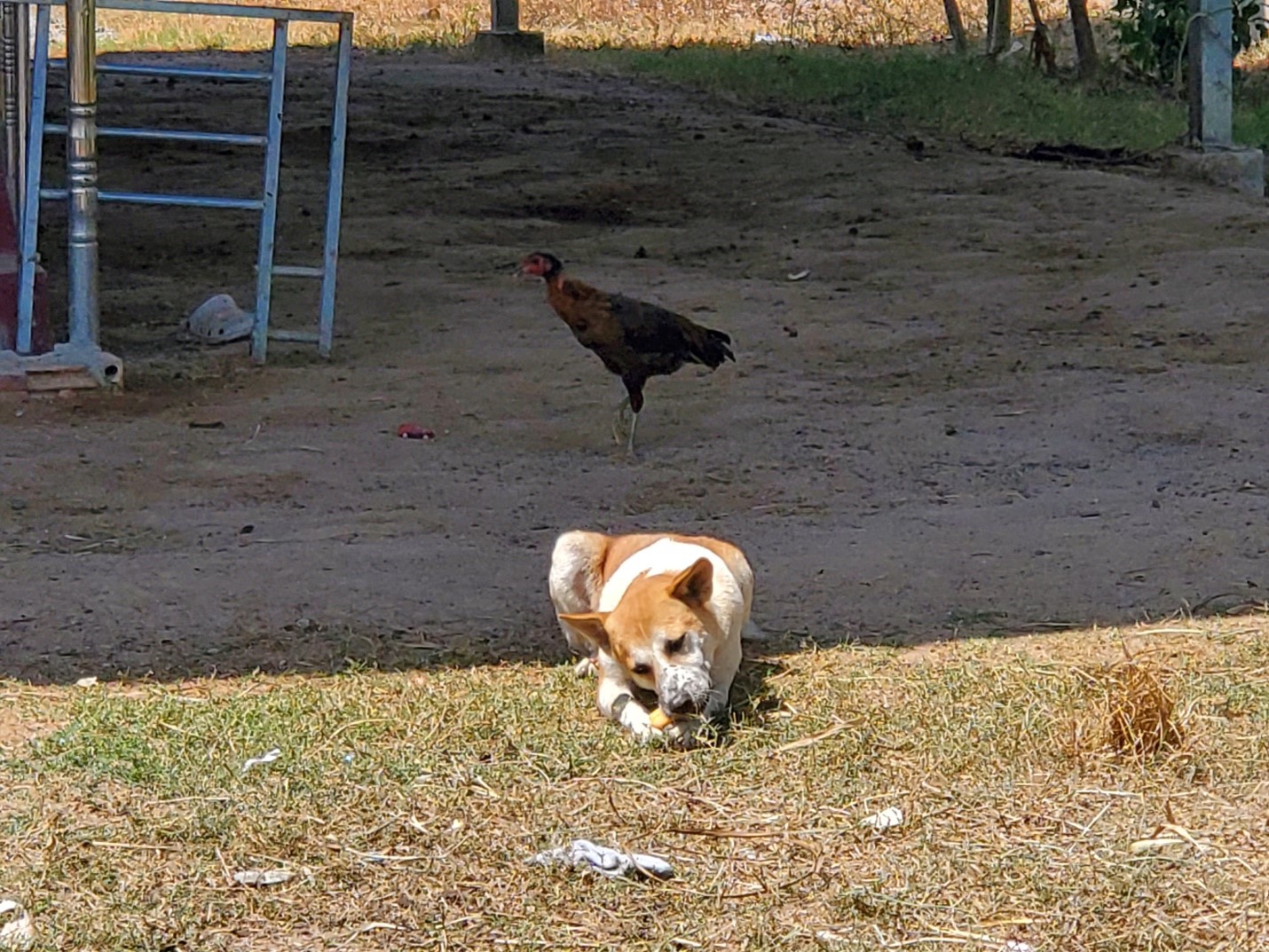Piloting Oral Rabies Vaccination in Cambodia - WOAH - Asia