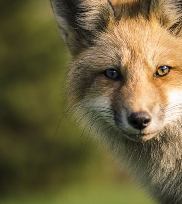 WOAH WAHIS-Wild Beta training - WOAH - Asia